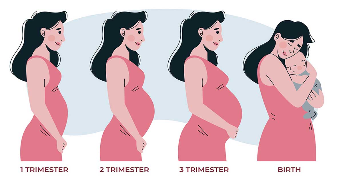 The First Trimester: Understanding the Early Stages of Pregnancy - Dr ...